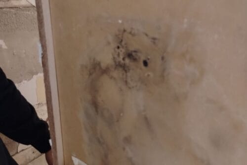 White Mold: What Is It & How Can You Get Rid of It? A Definitive Guide