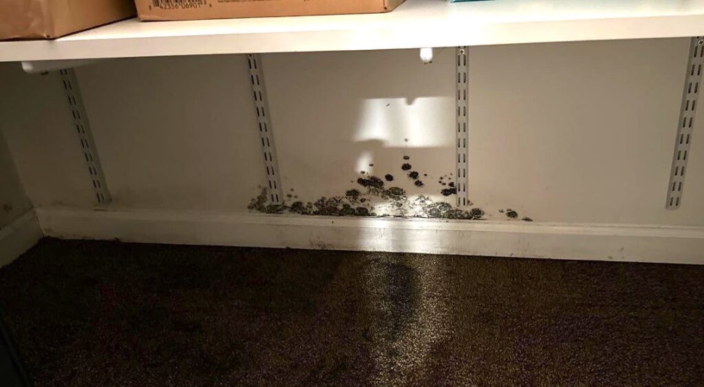 Rashes From Mold and 5 Other Surprising Symptoms of Mold Poisoning