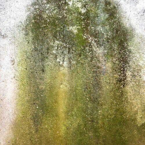 A Complete Guide to Removing Green Mold from Home Exteriors