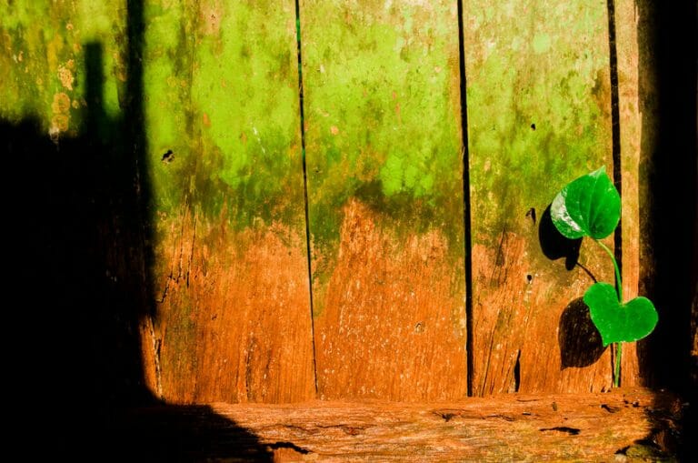 A Complete Guide to Removing Green Mold from Home Exteriors