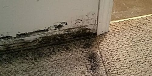 How to Get Rid of Mold in Your Crawl Space